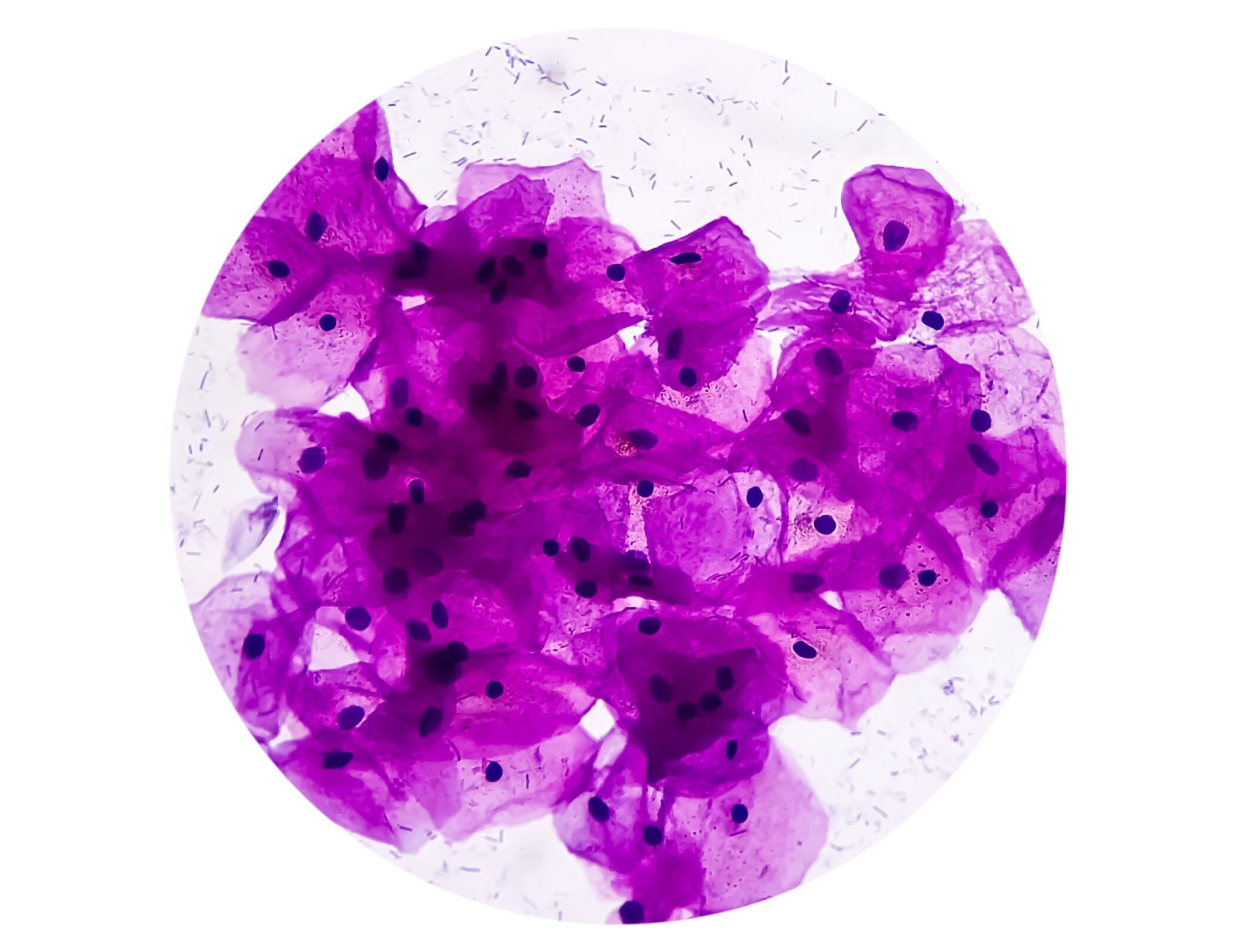 Tissue And Cell DNA - Steinbrenner Laborsysteme GmbH